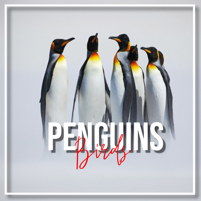 penguin birds album cover Template | PosterMyWall