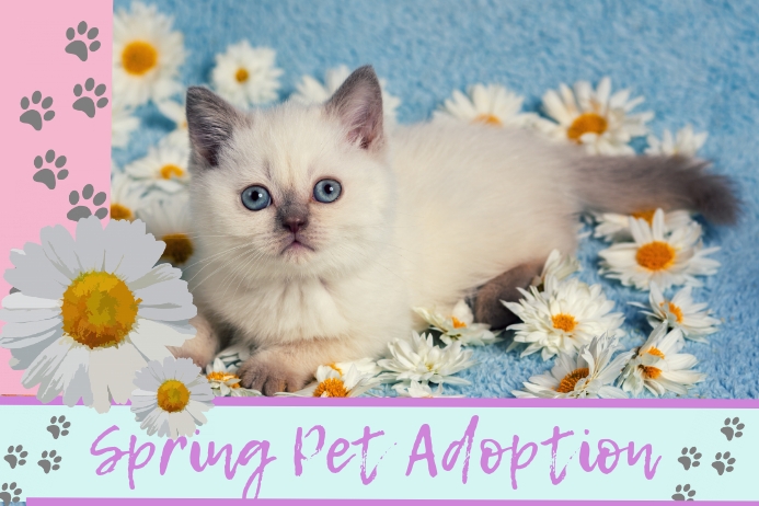 Pet Template | PosterMyWall