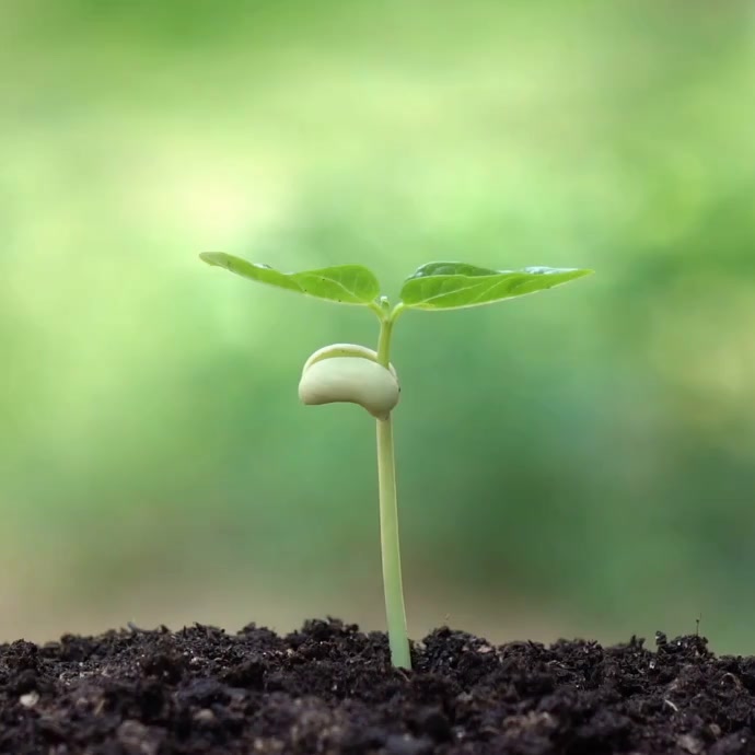 Plant a tree Template | PosterMyWall