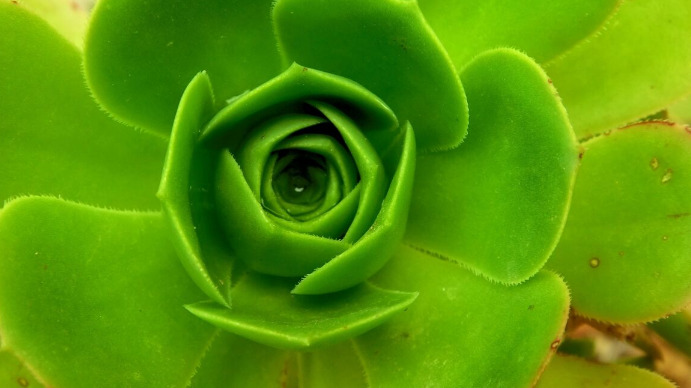 Plant Template | PosterMyWall