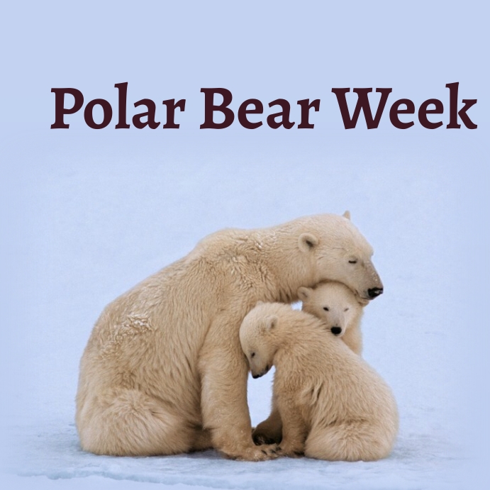 polar bear week Template | PosterMyWall