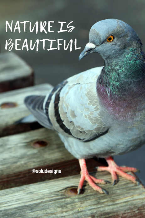 Copy of Poster of Dove | PosterMyWall