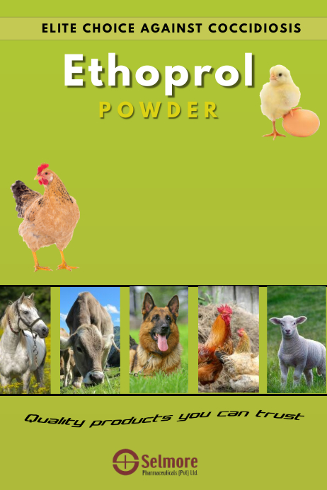 Poultry Template | PosterMyWall