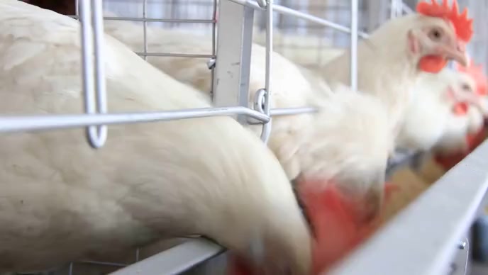 poultry farm and chicken Template | PosterMyWall
