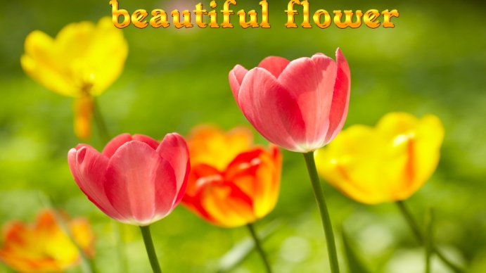 Pretty flower Template | PosterMyWall