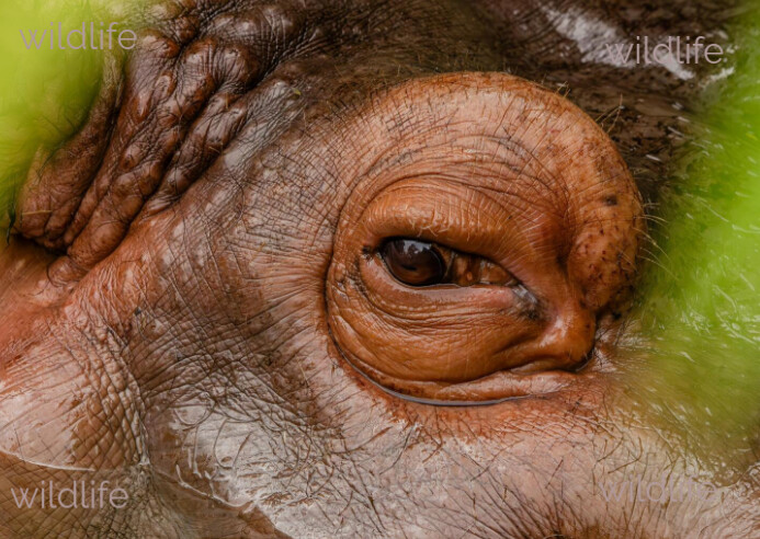 Professional Wildlife Animal Postcard Template | PosterMyWall