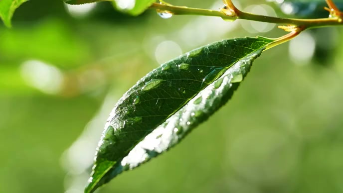 Rain water drops autumn Template | PosterMyWall