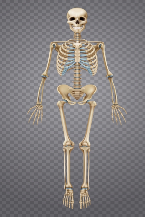 Copy of Realistic human skeleton | PosterMyWall
