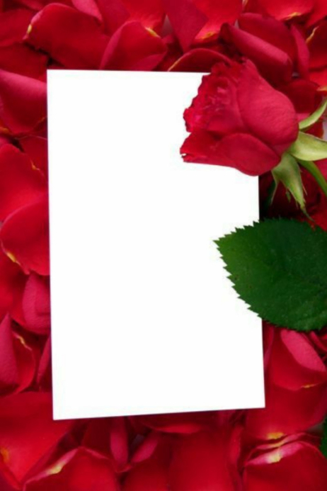 Plantilla de Red rose petals with blank card frame | PosterMyWall