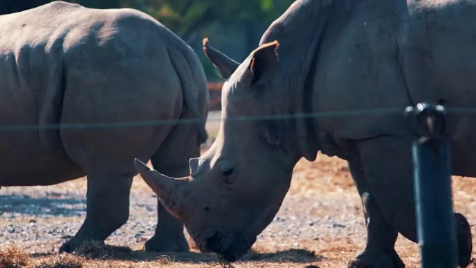 RHINOCEROS Template | PosterMyWall