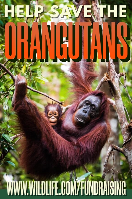 Guardar el Plantilla de Póster de Oranutans | PosterMyWall