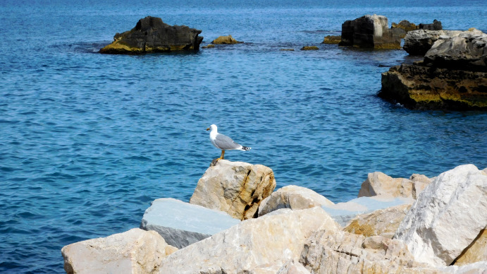 Sea Template | PosterMyWall