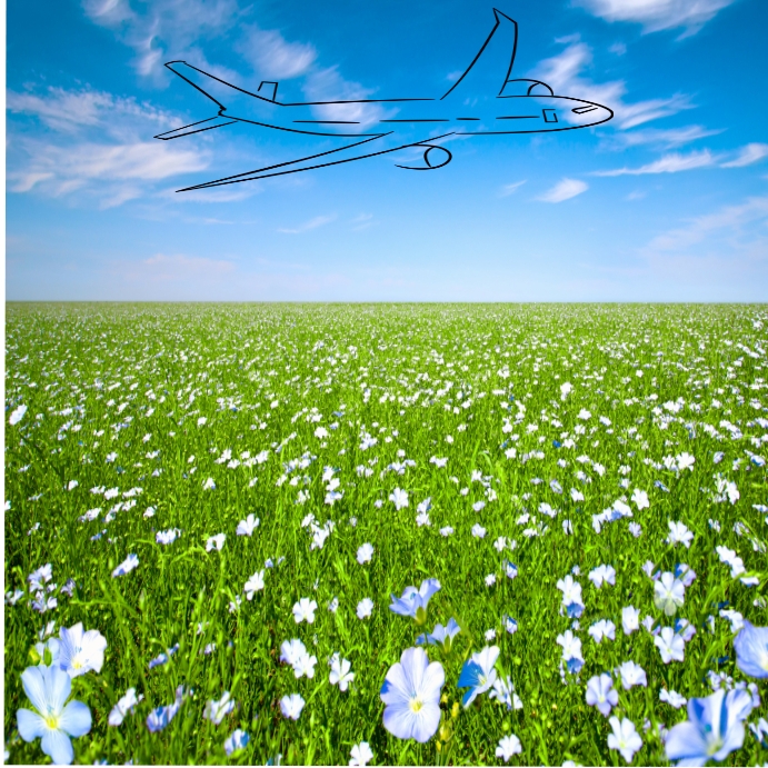 Copy of Sky and Flowers | PosterMyWall