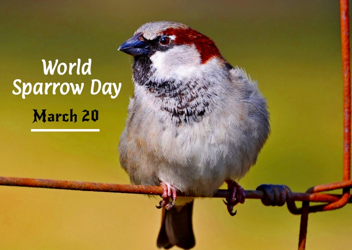 sparrow day Template | PosterMyWall