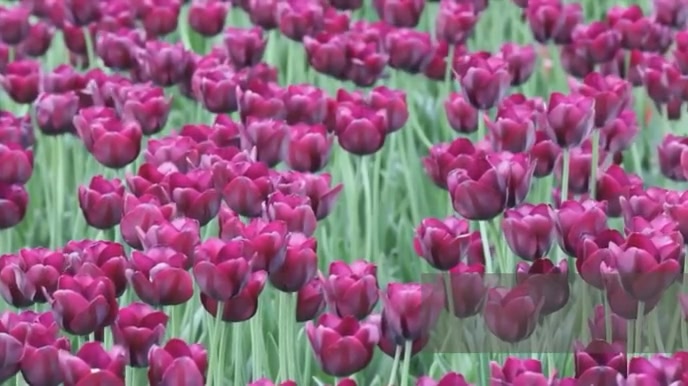 spring Template | PosterMyWall