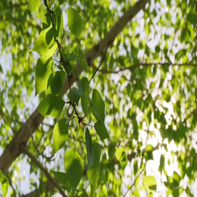 Plantilla de Spring | PosterMyWall