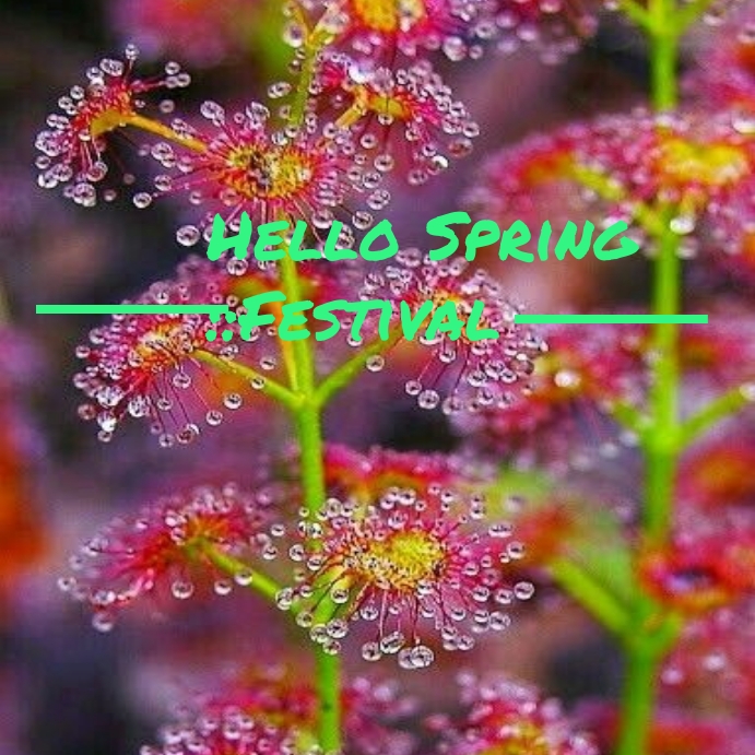 Spring festival instagram post Template | PosterMyWall