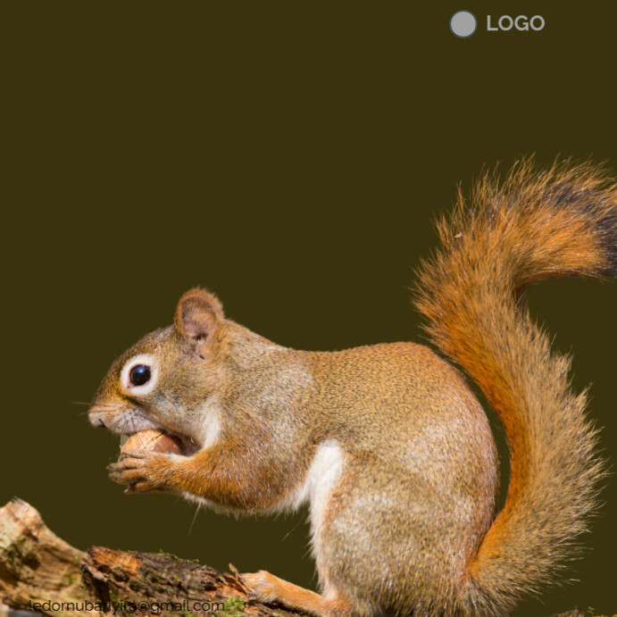 Copy of Squirrel on a log of wood | PosterMyWall