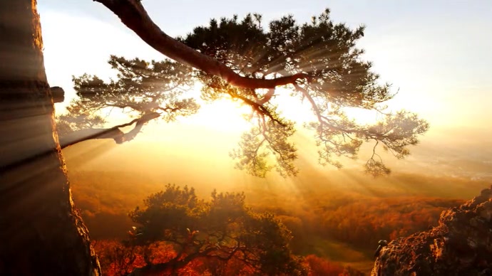 Copy of Sun light and tree | PosterMyWall