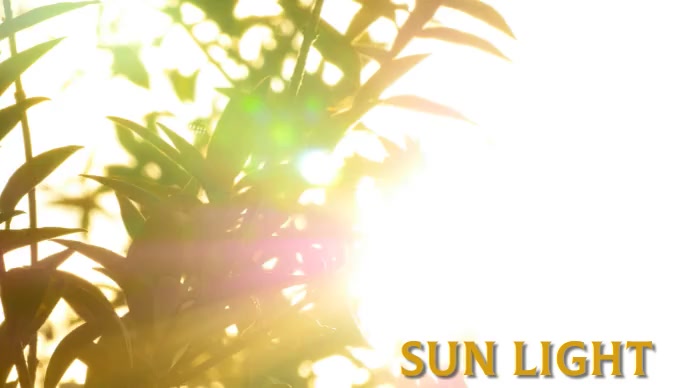 Sun light and tree Template | PosterMyWall