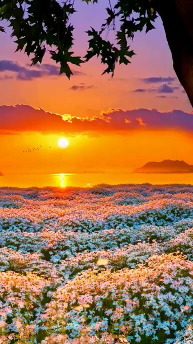 Plantilla de sunset butterfly tik tok background video | PosterMyWall