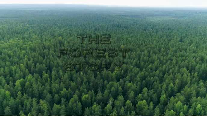 the forest story Template | PosterMyWall