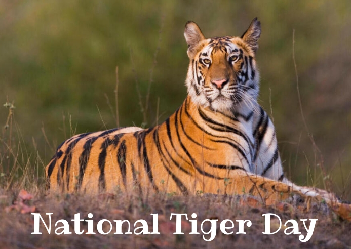 tiger day Template | PosterMyWall