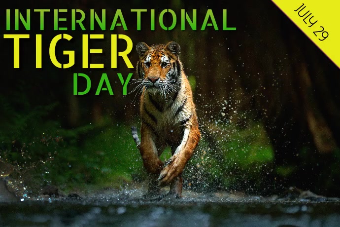 Tiger day Template | PosterMyWall