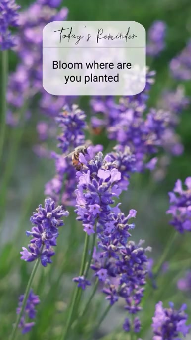 Copy of Today's Reminder Flower Video | PosterMyWall