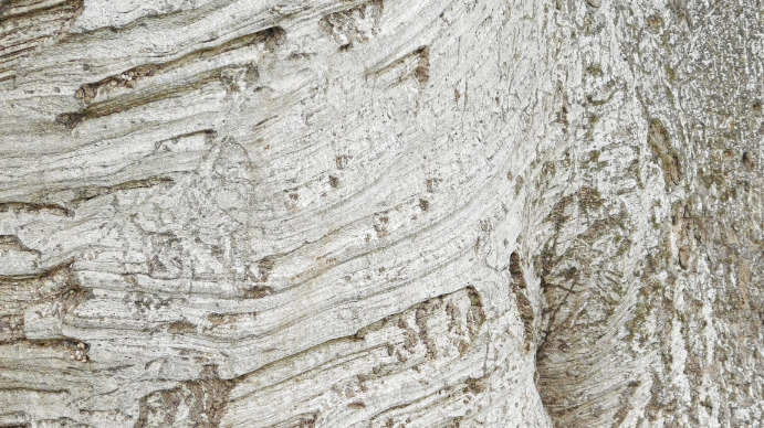 Tree trunk texture Template | PosterMyWall