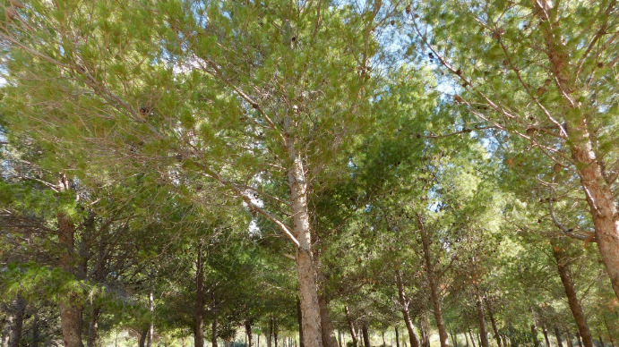 Copy of Trees | PosterMyWall