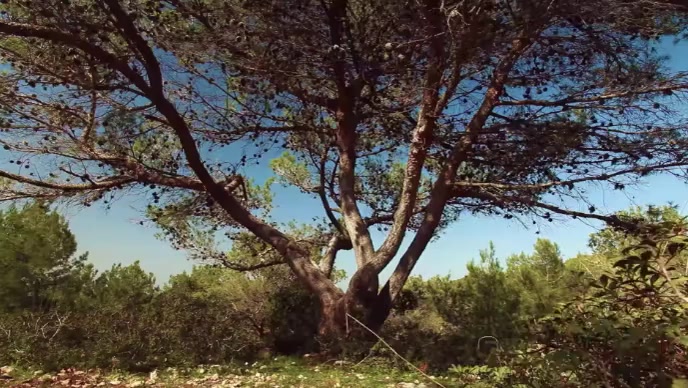 trees in the forest Template | PosterMyWall