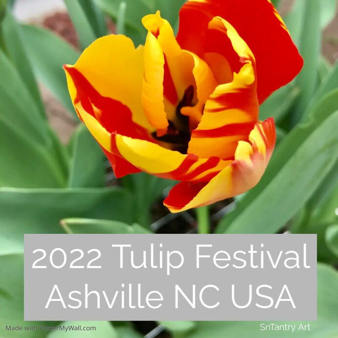 Copy of Tulip festival poster | PosterMyWall