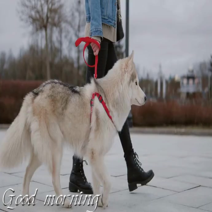 Walk with dog Template | PosterMyWall