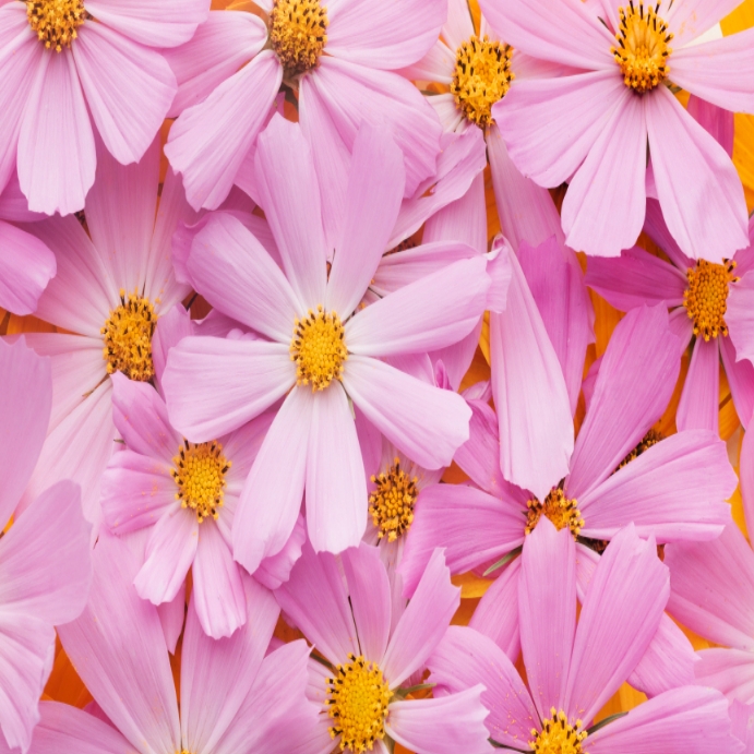 Copy of Wallpaper flower background design template | PosterMyWall