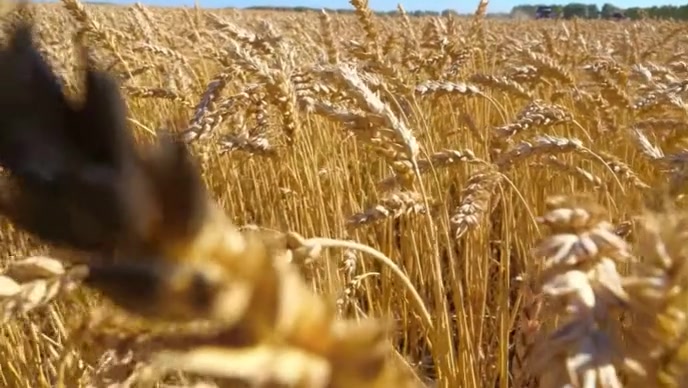 Copy of wheat farming | PosterMyWall