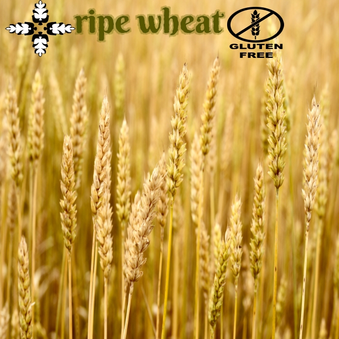 Wheat Template