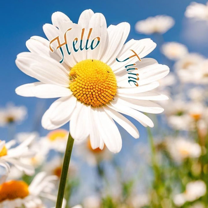 Copy of white daisy hello june instagram | PosterMyWall