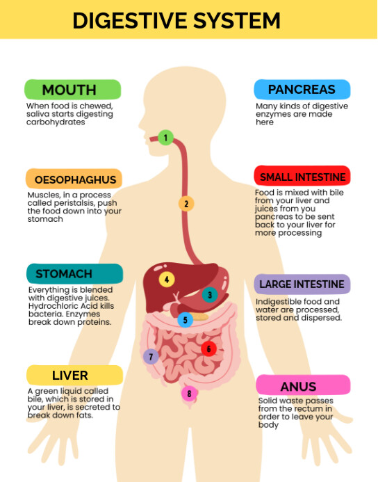 White Maximalist Digestive System Poster/wallboard Template | PosterMyWall