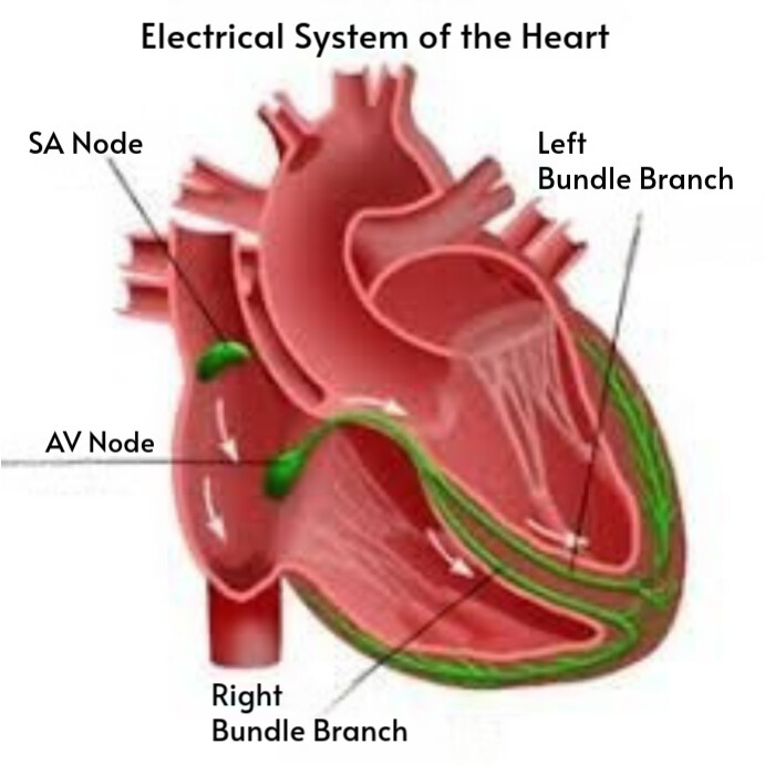 Copy of White Maximalist Heart Electrical System Diagram – Medical ...