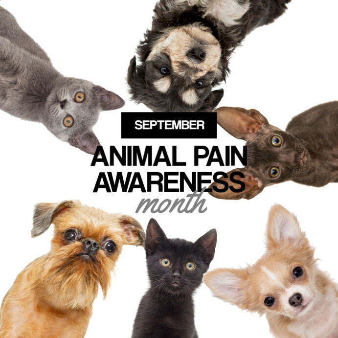 Copy of White Modern & Minimal Animal Pain Awareness Month Instagram ...