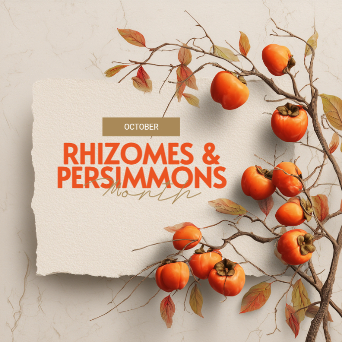 White Modern & Minimal Rhizomes And Persimmons Month Instagram Post ...