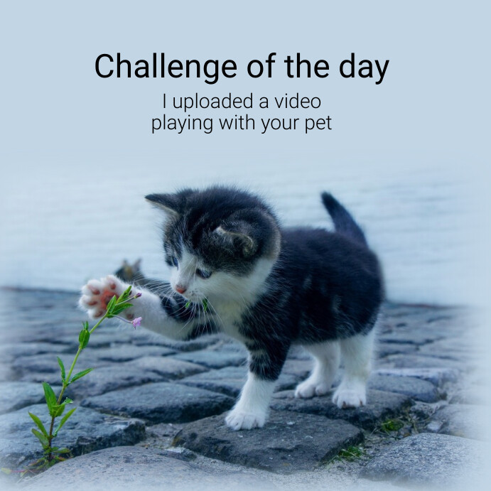 Copy of White Simple Pets Challenge Instagram Post | PosterMyWall