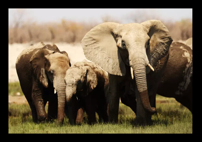 Wildlife Animal artwork Template | PosterMyWall