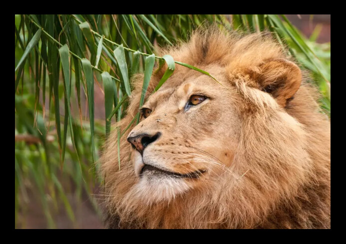 Wildlife Animal artwork Template | PosterMyWall