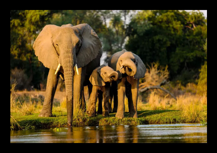 Plantilla de Wildlife Animal | PosterMyWall