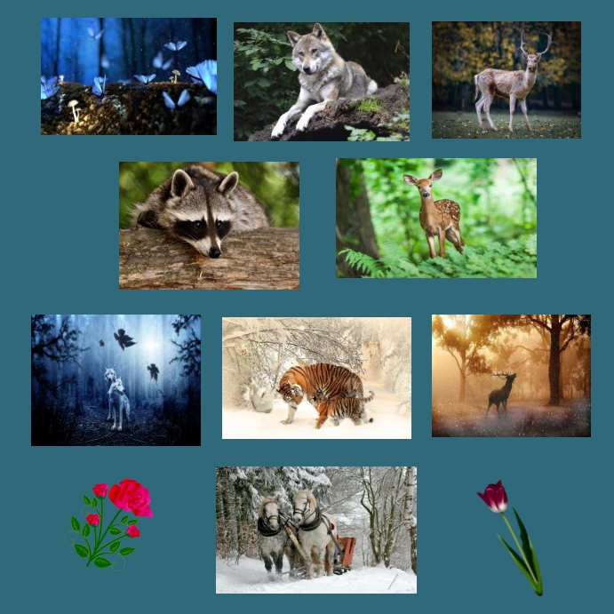 Copy of Wildlife Covers | PosterMyWall