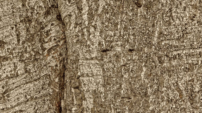 Wood texture Template | PosterMyWall