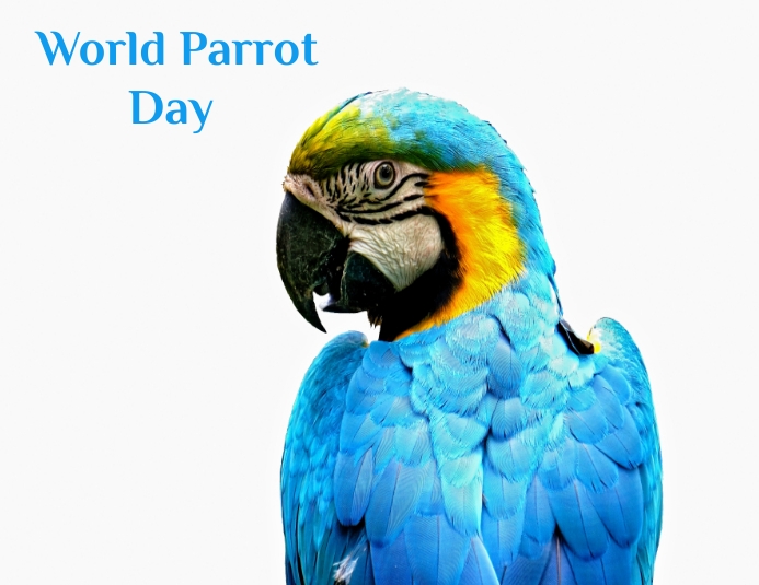 Copy of World Parrot Day background illustration | PosterMyWall