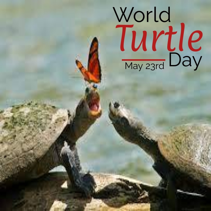 Plantilla de World Turtle day Instagram post | PosterMyWall